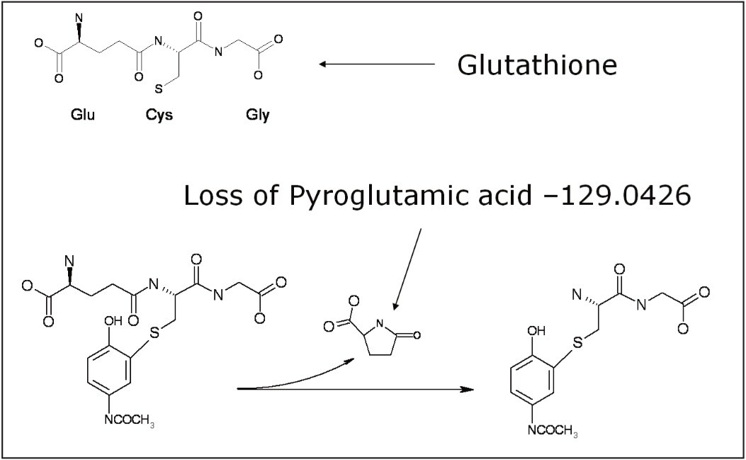 An HTS Methodology for Reactive Metabolite Detection and Identification ...