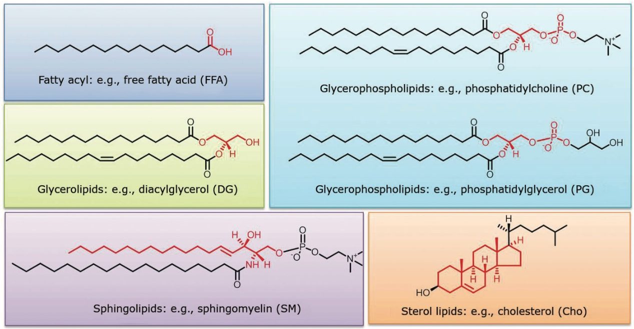 Lipid Separation: UPLC System for the Separation of Complex Biological ...
