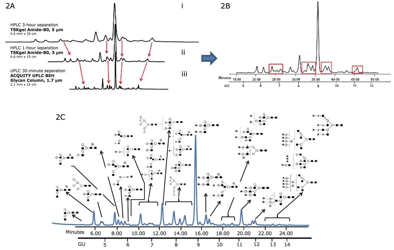 Development of a Glycan Database for Waters ACQUITY UPLC Systems : Waters