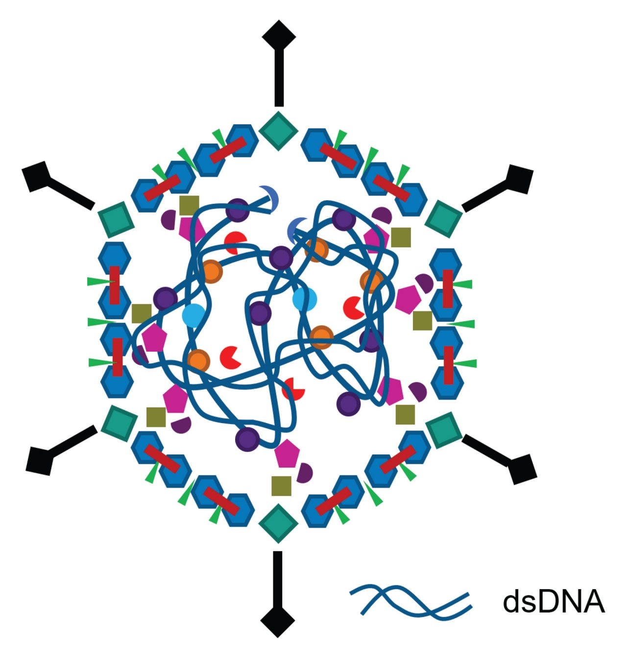 Analysis of Adenoviral Vector Proteins by RPLC, Native Fluorescence ...