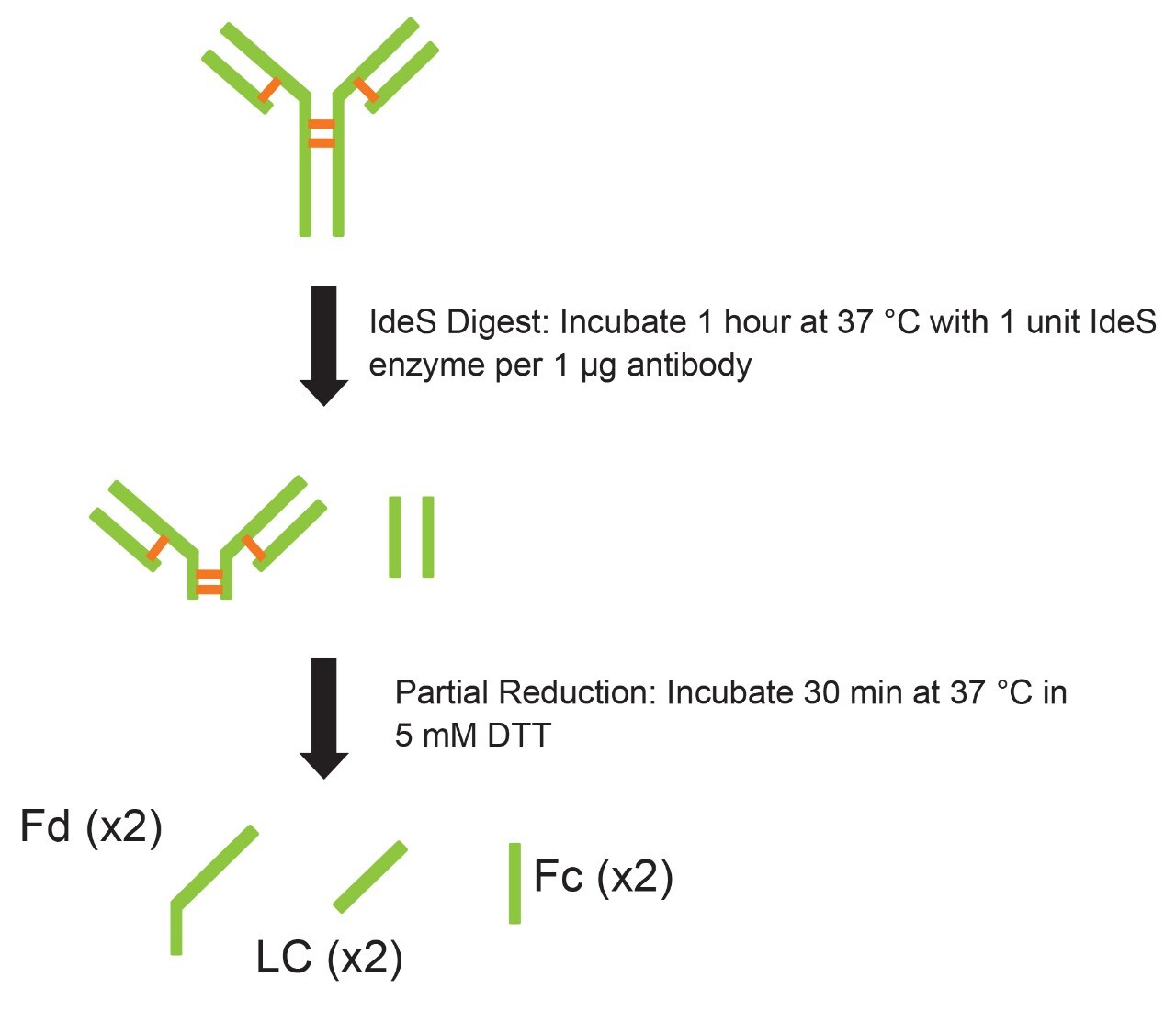 Establishment of a Robust mAb Subunit Product Quality Attribute ...